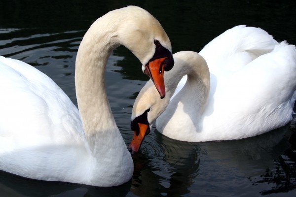 7 Animals That Pair-Up For Life! - Yodoozy®