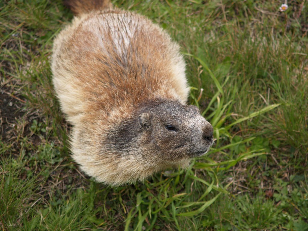 7 Animals That Pair-Up For Life! - Yodoozy®