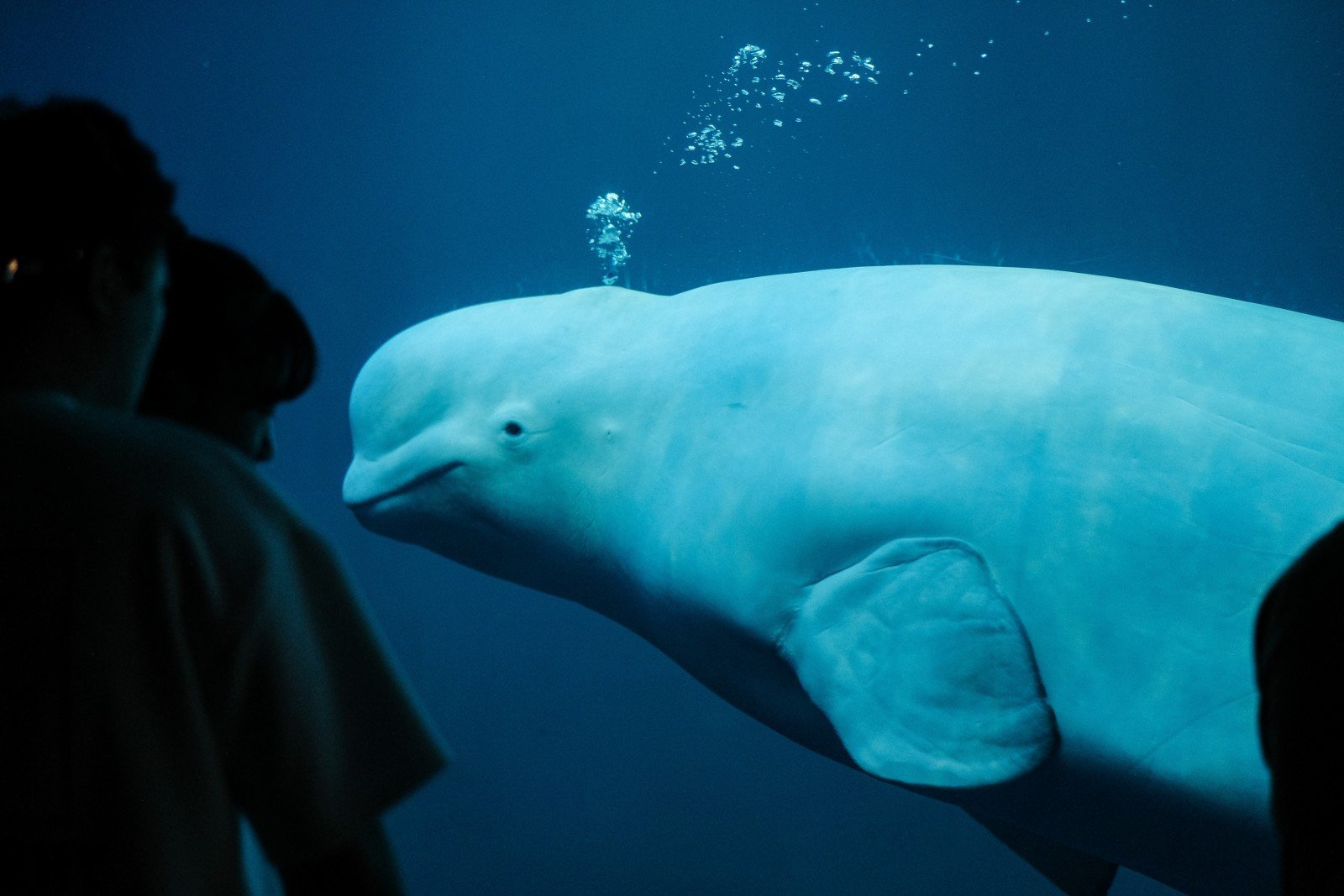 All What You Need To Know About Belugas! - Yodoozy®