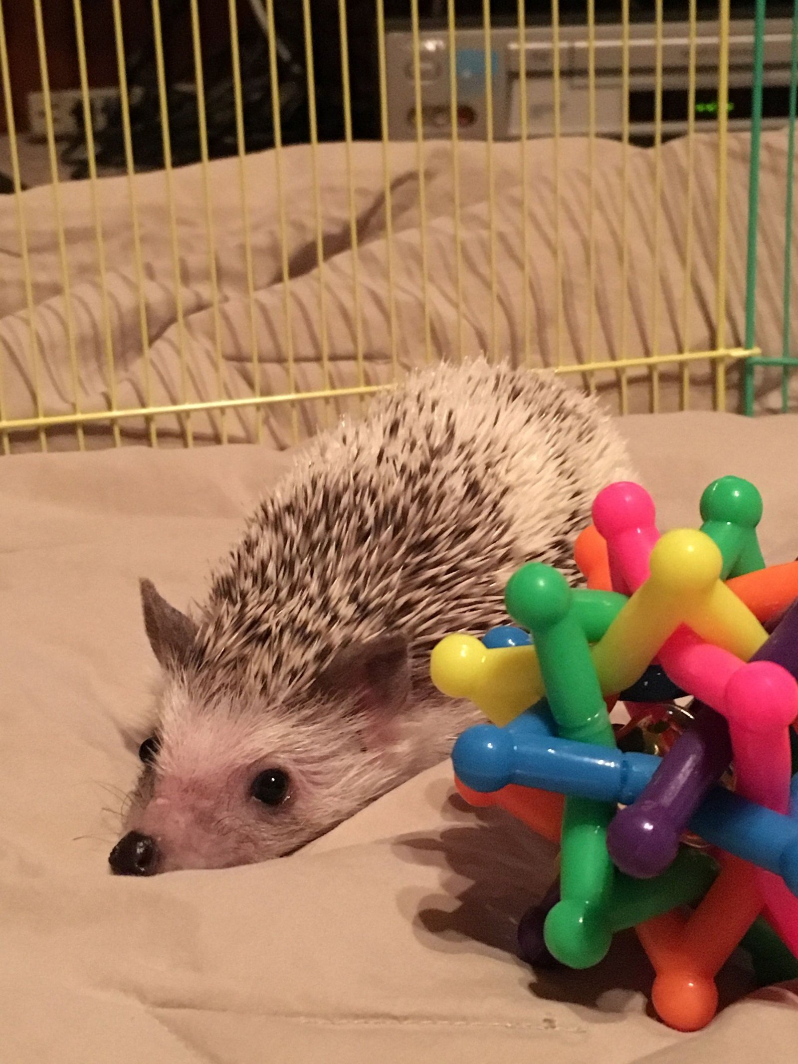 Which Hedgehog Are You Feeling Like Right Now? » Yodoozy®