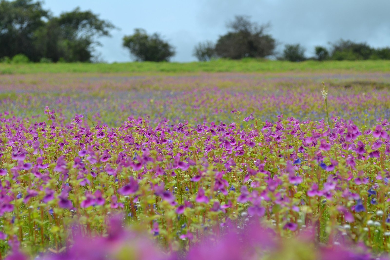 Vibrant World – The 7 Most Colourful Places In India » Yodoozy®