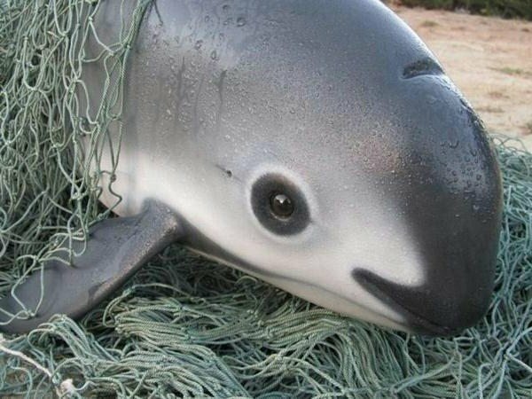 These Marine Cuties That Look Like Baby Cows Will Make You Grateful For ...