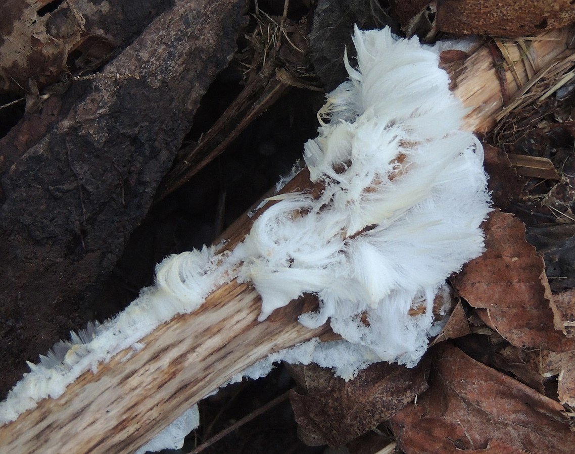 Hair Ice? No, Not Ice On Hair But Ice That Looks Like Hair! Ever Heard ...