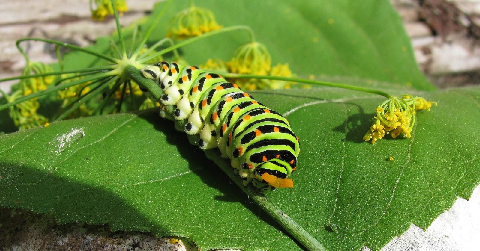 Ever Wondered About What Sound Does The Caterpillar Makes!? - Yodoozy®