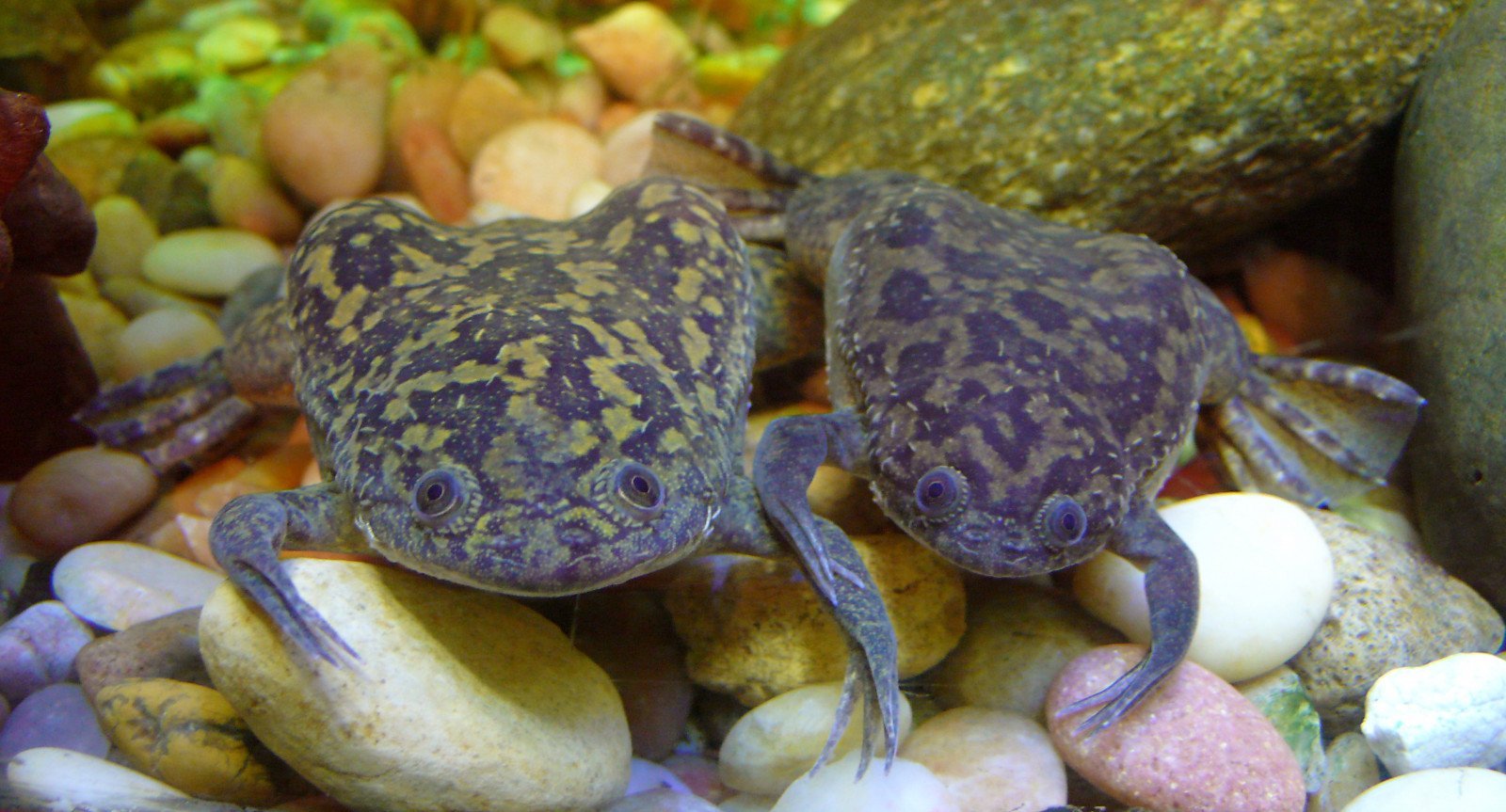 Frogs Were Very Popular Pregnancy Test Tools! | Frog Pregnancy Test