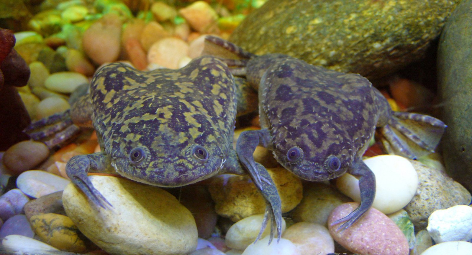 Frogs Were Very Popular Pregnancy Test Tools! | Frog Pregnancy Test