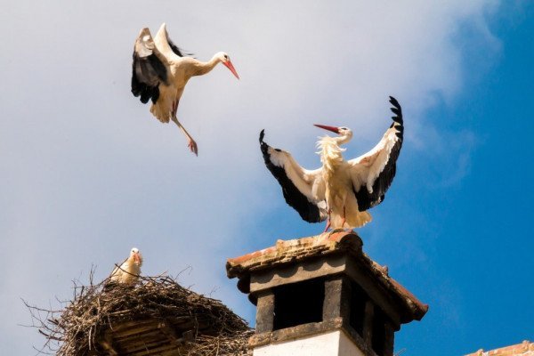 Unraveling The Myth Of Storks Carrying baby!