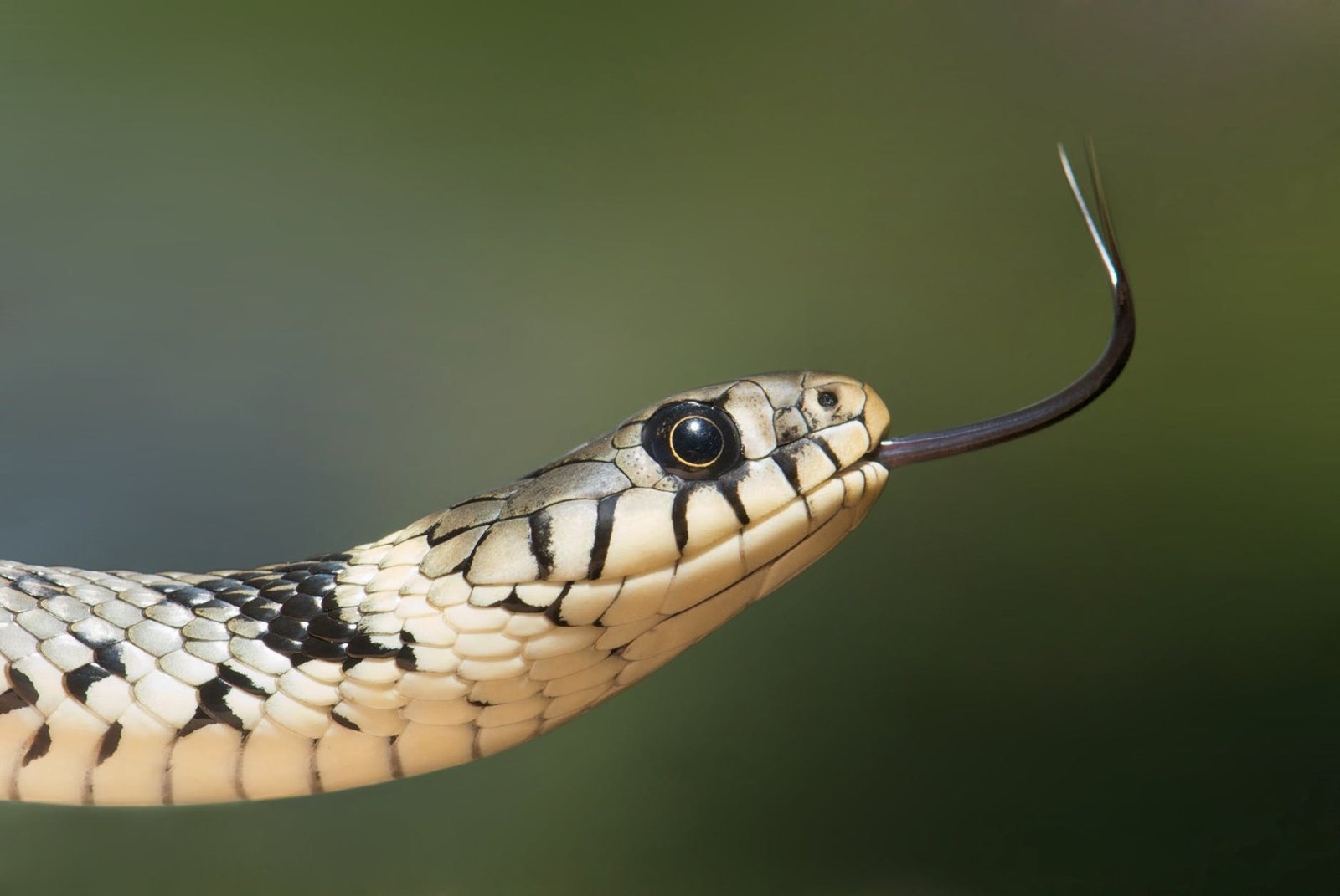 Are Snakes Venomous Or Poisonous? We Explain You The Difference