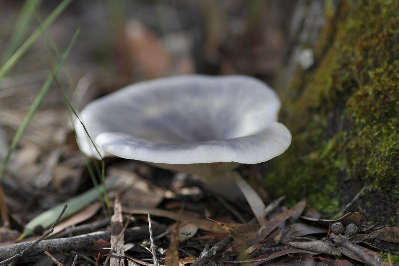 Glow-in-the-dark Ghost Mushroom Is The Rare Fungus You Need To See ...