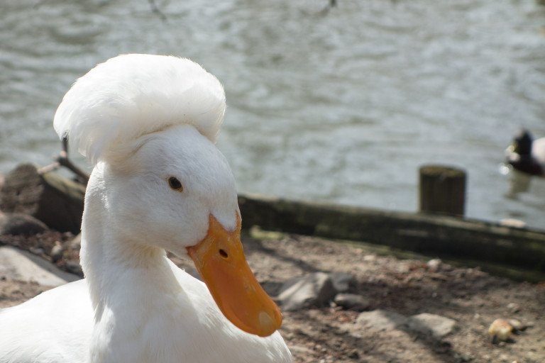 Quack, Quack! The Crested Ducks Have Unique Afro Hair (Which Can Also ...