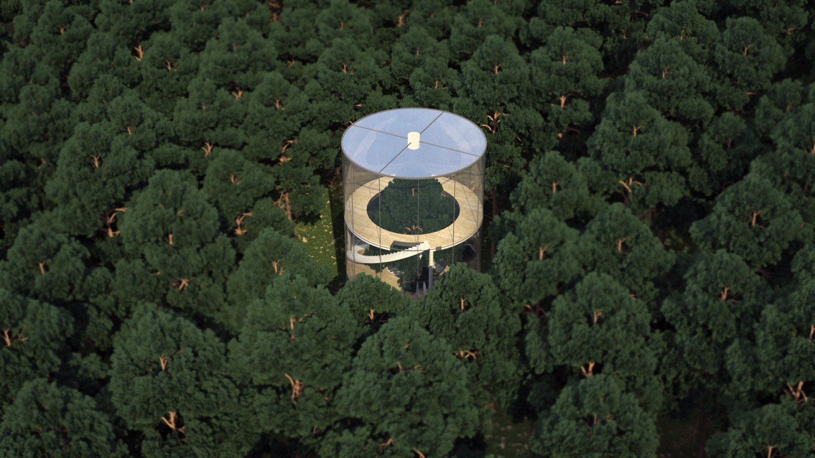 Tree In The House: A Modern House Built Around A Tree