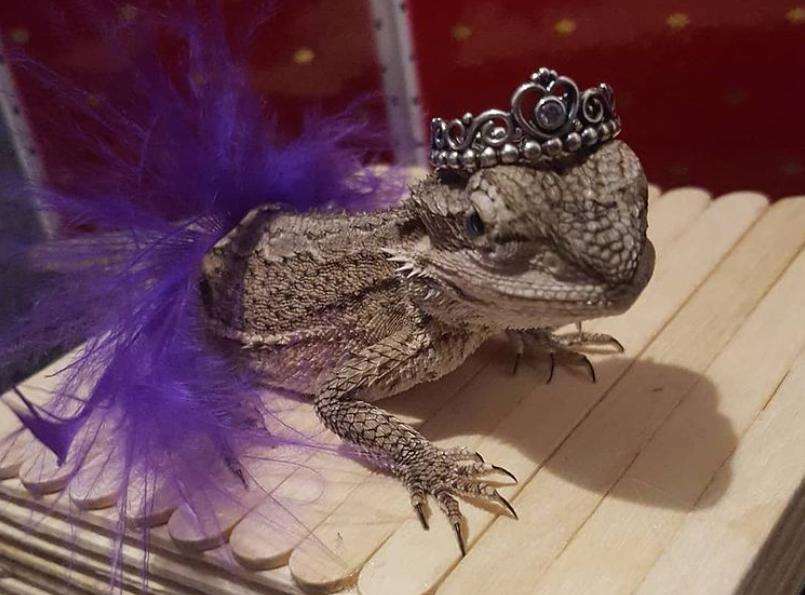 Forget Lizard Cosplay, Look At These Cosplaying Lizards Instead! » Yodoozy®