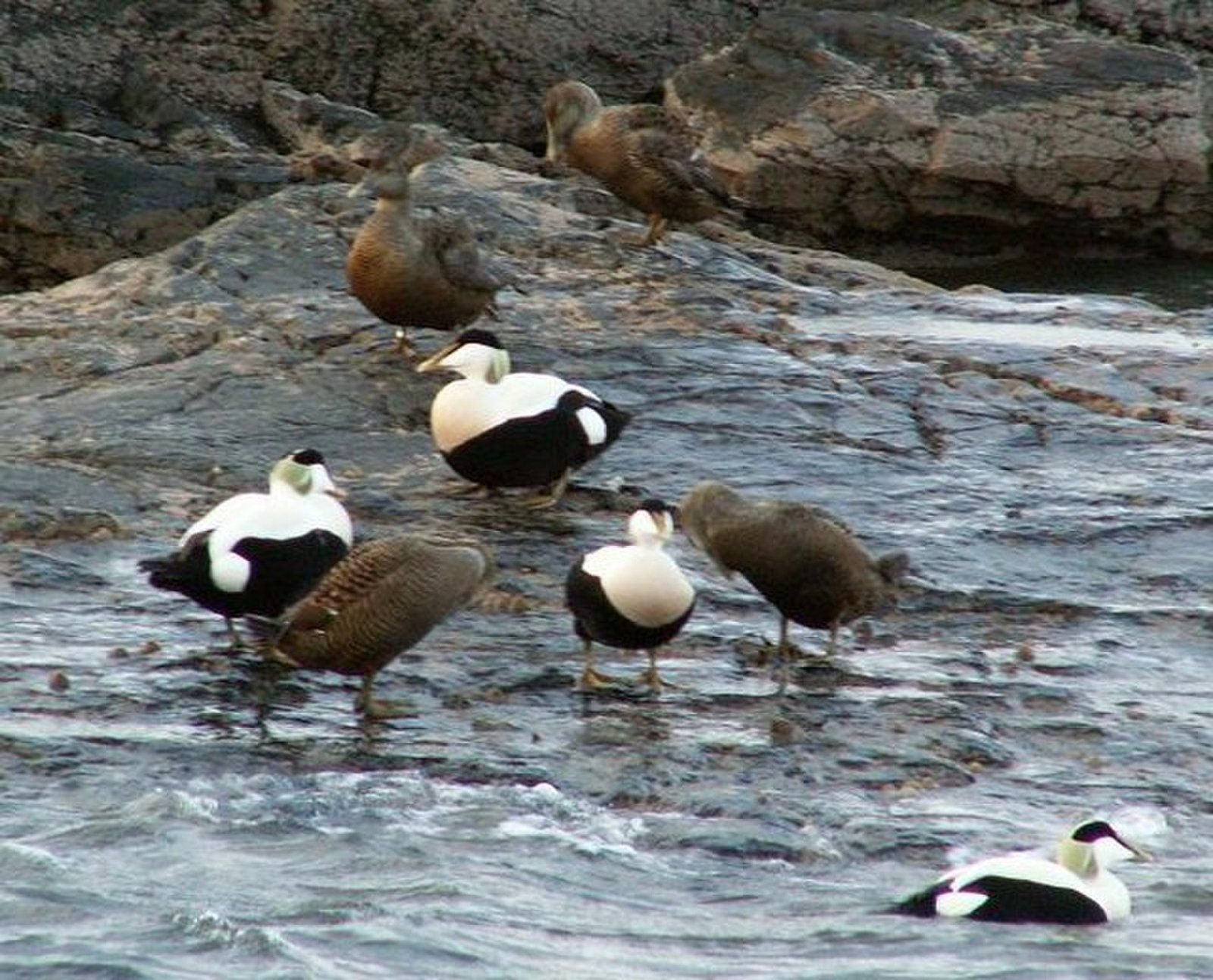 Why Are Eider Duck Feathers Worth Thousands Of Dollars? - Yodoozy®
