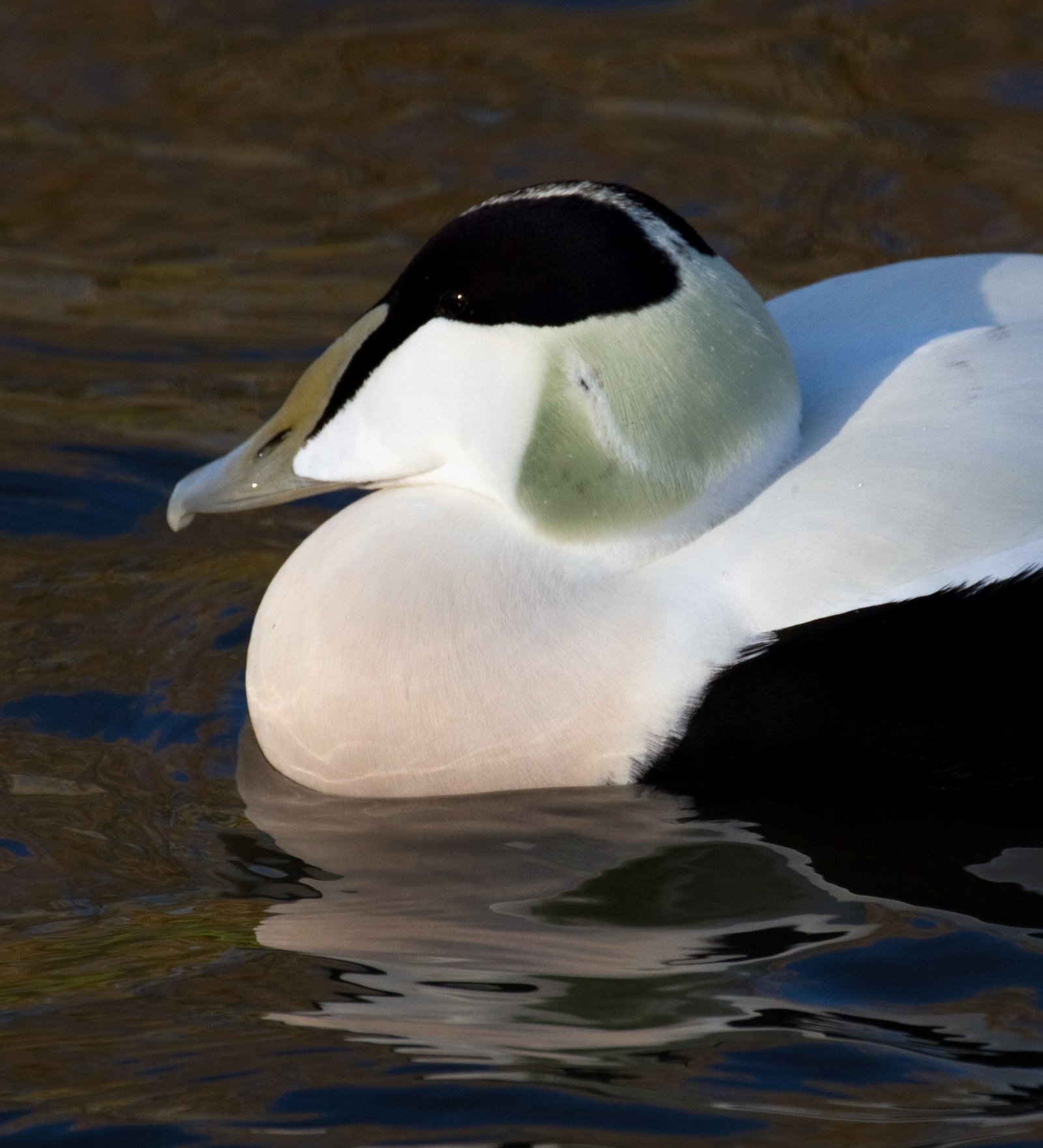 Why Are Eider Duck Feathers Worth Thousands Of Dollars? - Yodoozy®