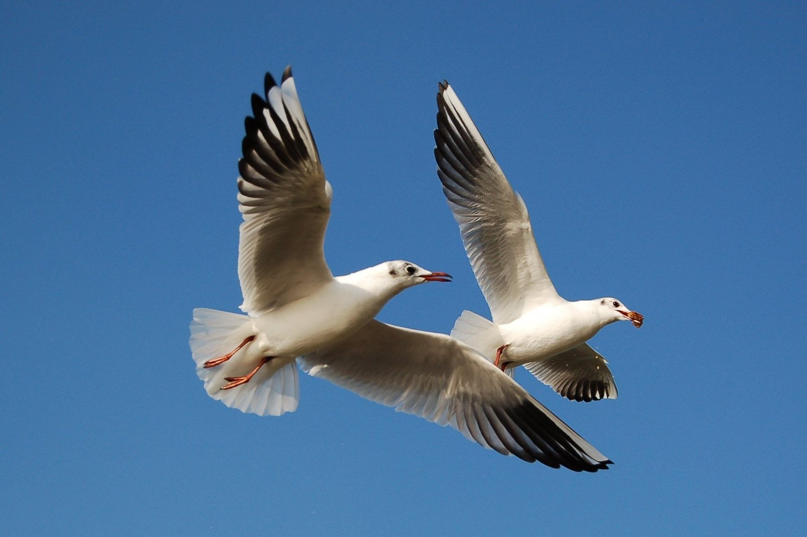These Are The 10 Most Hated Birds, But Why? - Yodoozy®